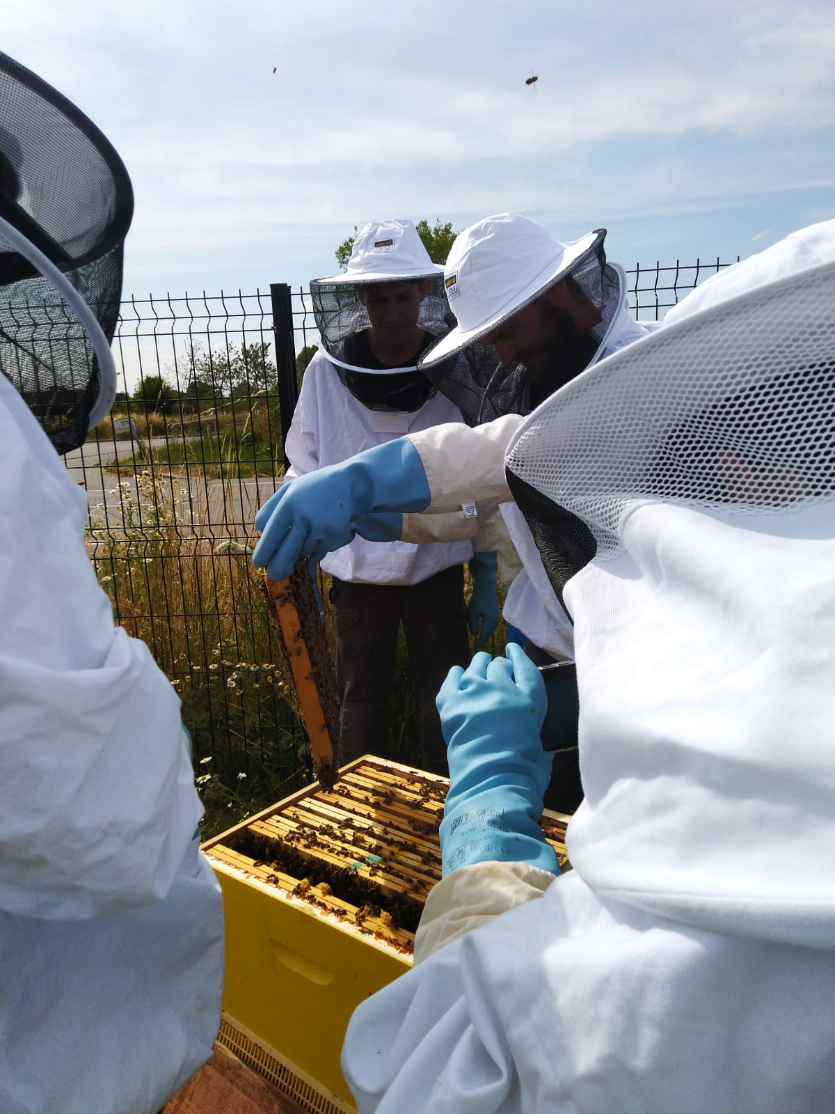 1ère récolte de miel MATLEX - Matlex